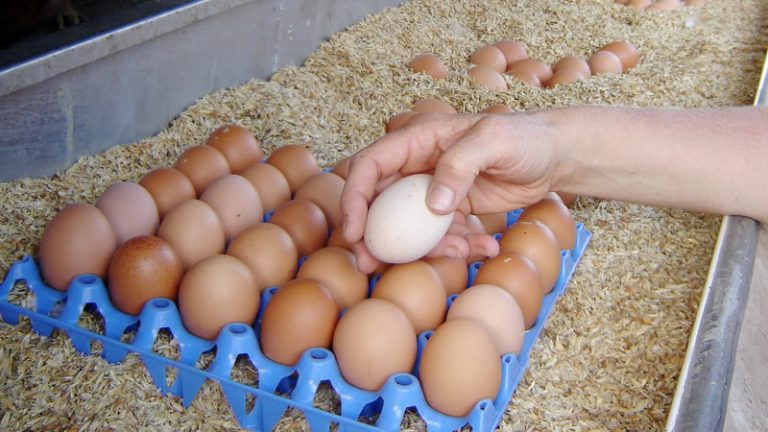 Best Way to Collect Chicken Eggs