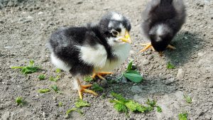 Australorp Chicken Breed Guide: Origin, Weight, Meat / Egg Production ...