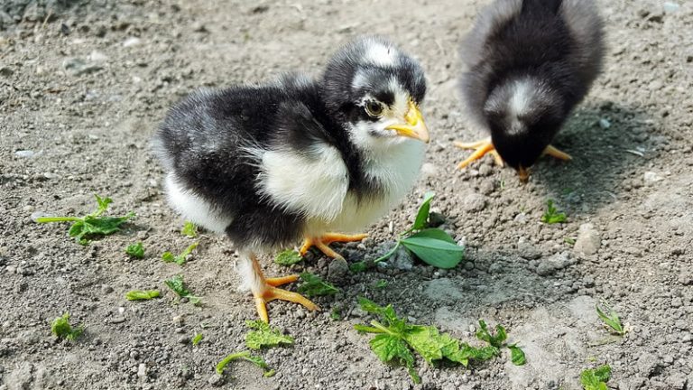 Australorp Chicken Breed Guide: Origin, Weight, Meat / Egg Production ...