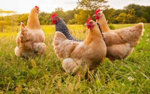 Breeding Chickens - A Free Guide to Breeding and Raising Chickens