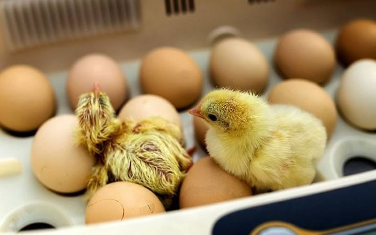 Breeding Chickens - A Free Guide to Breeding and Raising Chickens