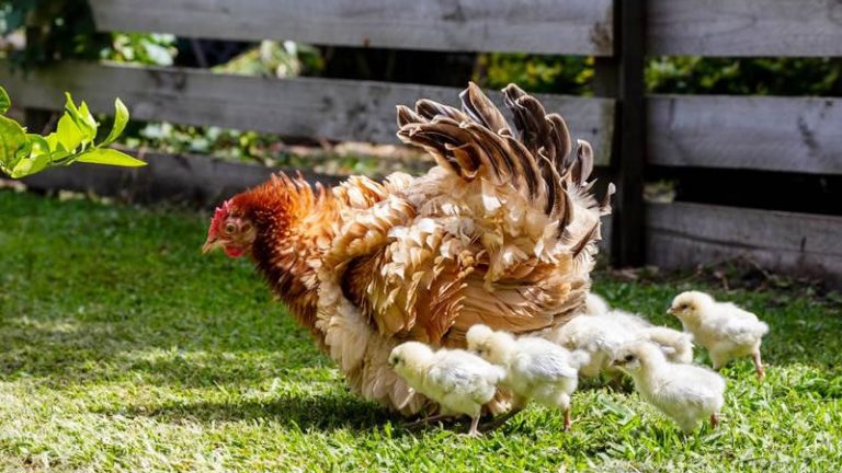 Frizzle Chicken Breed Guide: Appearance, Behavior, Care, Eggs, and ...