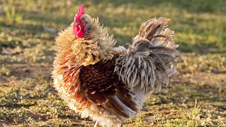 Frizzle Chicken Breed Guide: Origin, Weight, Meat / Egg Production and More