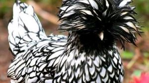 Polish Chicken Breed Guide: Appearance, Eggs, Temperament, and Care Tips