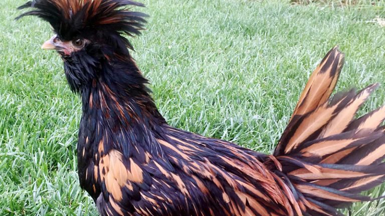 Polish Chicken Breed Guide: Appearance, Eggs, Temperament, and Care Tips