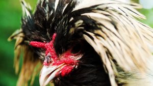 Polish Chicken Breed Guide: Appearance, Eggs, Temperament, and Care Tips