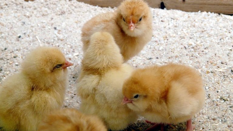 Baby Chicks - BreedingChickens