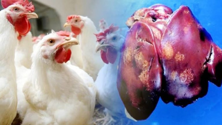 Botulism in Chickens: Causes, Detection and Prevention
