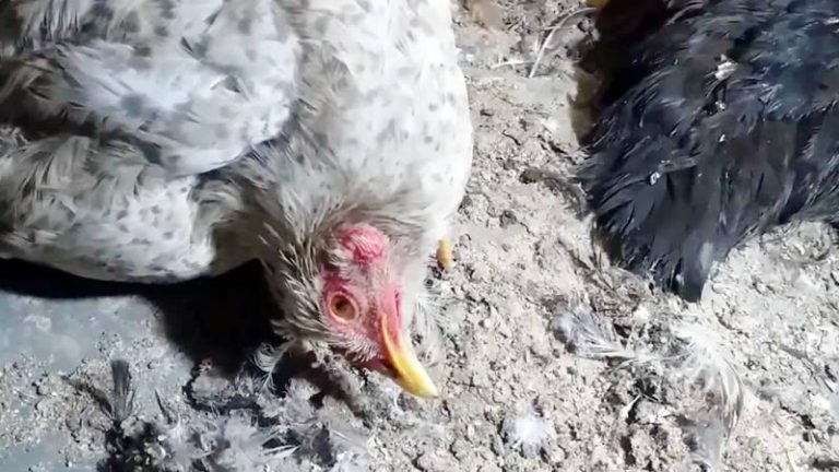 Botulism in Chickens: Causes, Detection and Prevention