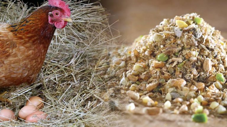 Laying Mash for Chickens Explained: Ingredients, Types, and Purpose