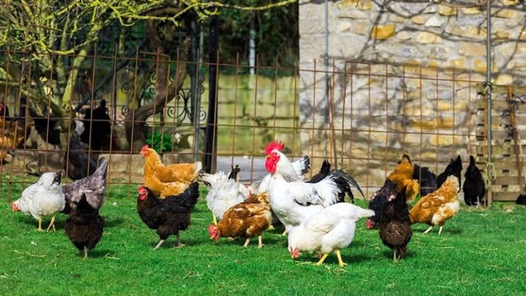 Raising Chickens 101: A Self-Assessment Guide Before You Commit Yourself