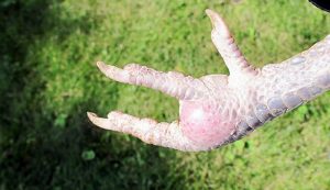 Bumblefoot in Chickens: Causes, Symptoms, Cure, and Prevention