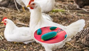 Campylobacter Symptoms in Chickens and How To Prevent