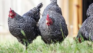 Wyandotte Chicken Breed Guide: Raising, Weight, Meat and Egg Production