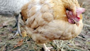 Coccidiosis in Chickens: Causes, Symptoms, Treatment, and Prevention Guide