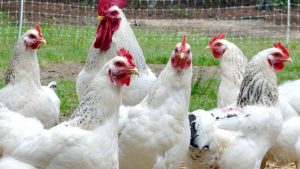 Delaware Chicken Breed Guide: Raising, Weight, Meat and Egg Production