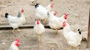 Delaware Chicken Breed Guide: Egg Production, Meat Yield, Temperament ...