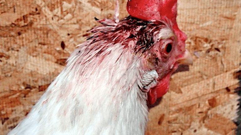 Essential Tips for Treating Wounds in Chickens