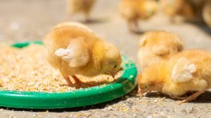 Feeding Baby Chicks : Step-by-Step Guide