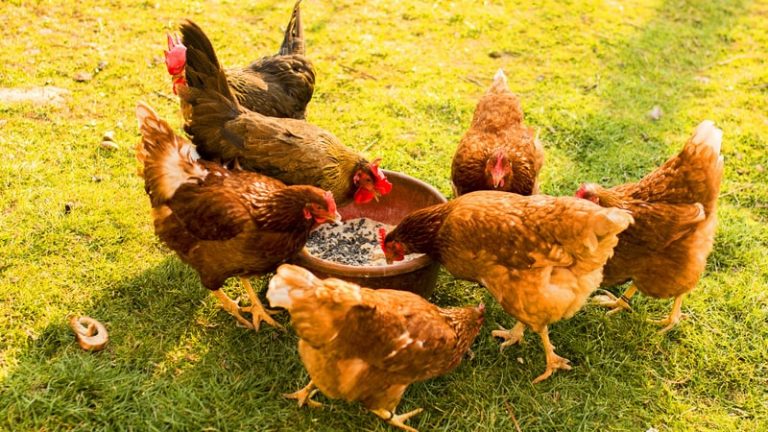 Feeding Chickens : Complete Guide for Feeding Layer Chickens and Broilers