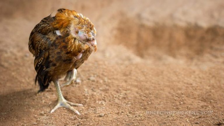 Fowl Typhoid in Chickens : Causes, Symptoms, and Prevention