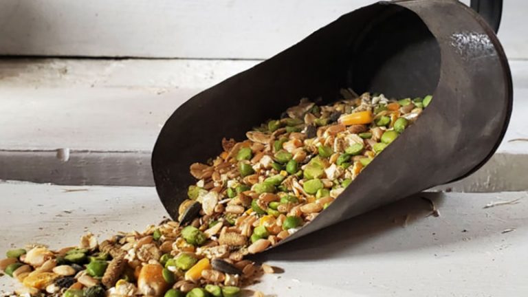 Laying Mash for Chickens Explained: Ingredients, Types, and Purpose