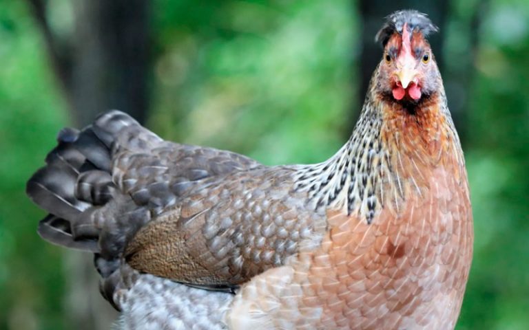 Olive Egger Chicken Breed - A Comprehensive Guide to Appearance, Care ...