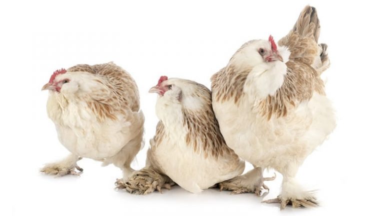 Salmon Faverolle Chicken: Complete Breed Guide, Care, Temperament & Egg ...