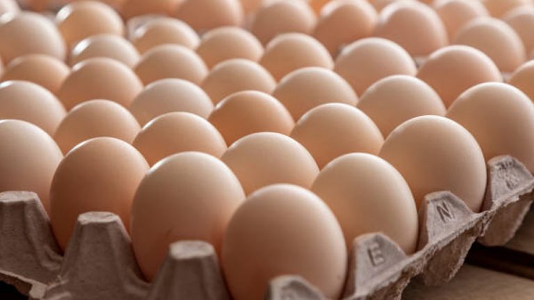 Salmon Faverolle Chicken: Breed Information, Care Guide, Meat and Egg Color