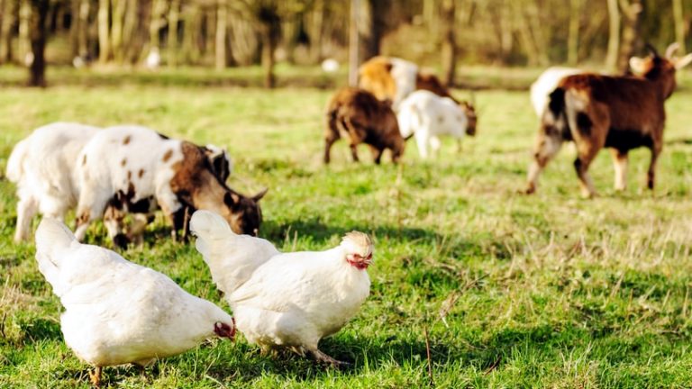 Best Animals to Keep With Chickens: Safe Combinations and How to ...