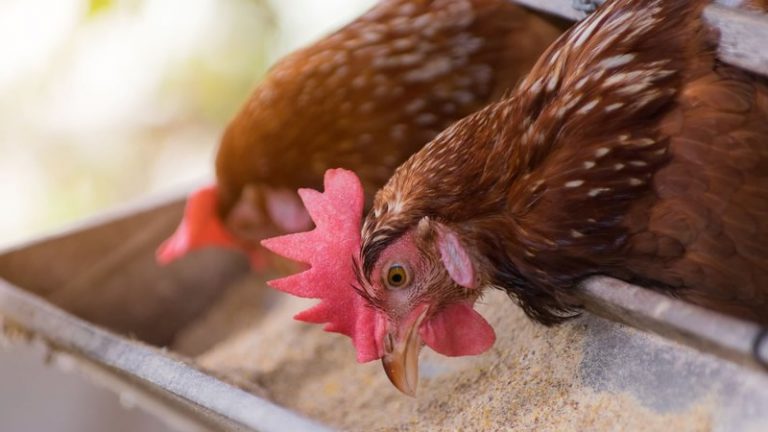 Chicken Feeding - BreedingChickens