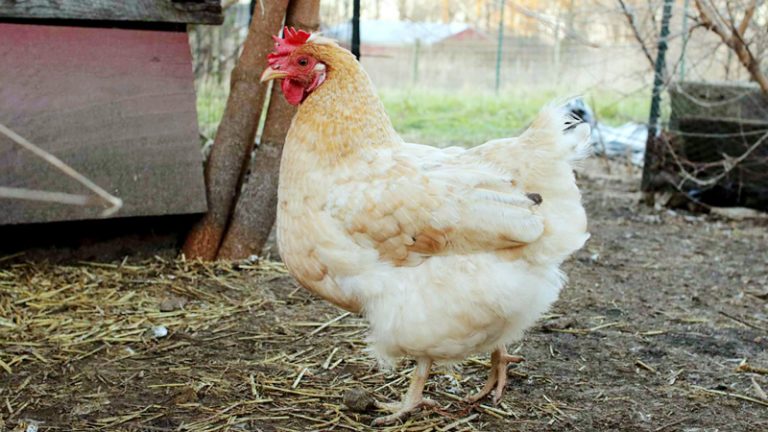 Buff Orpington Chicken: Breed Information, Care Guide, Meat and Egg Color